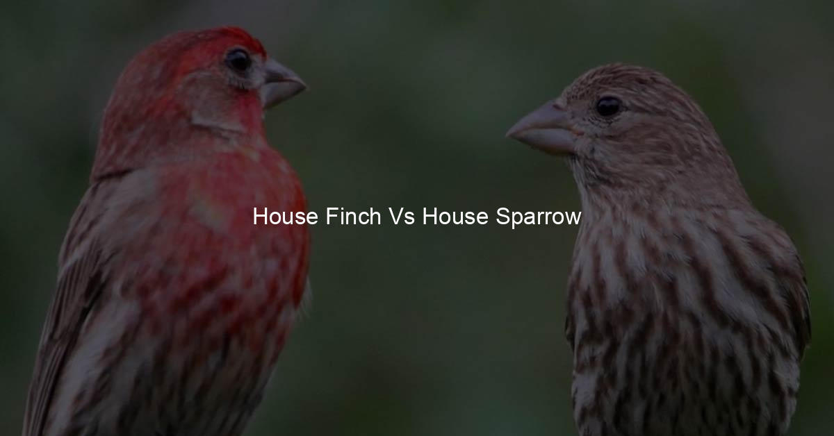 House Finch Vs House Sparrow - My Bird's Heart House Finch Vs House Sparrow - My Bird's Heart